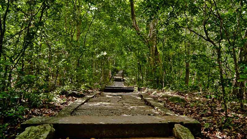 Best Things to Do Near Sigiriya | Discover the Ancient Forest of Ritigala