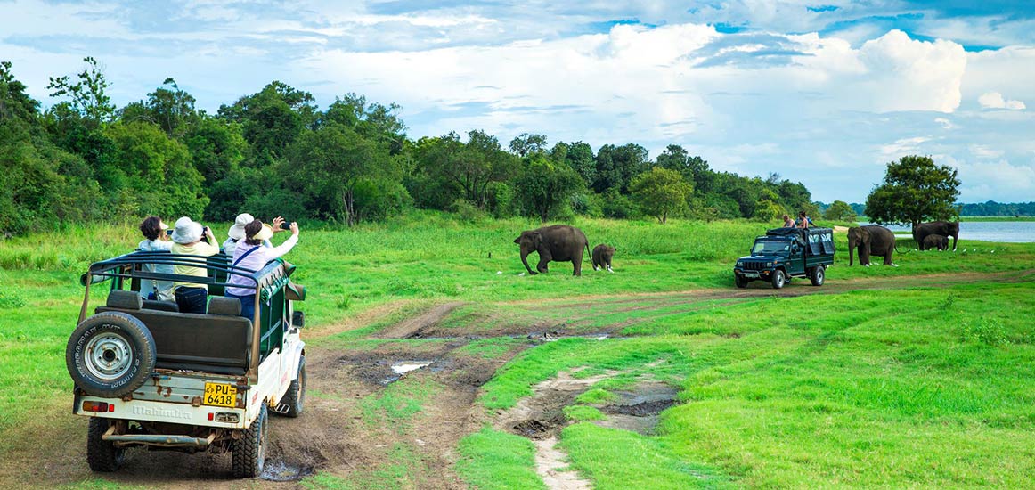 Sigiriya Jungle Safari: Sri Lanka's Natural Wonders | Sigiriya Jungles Blog